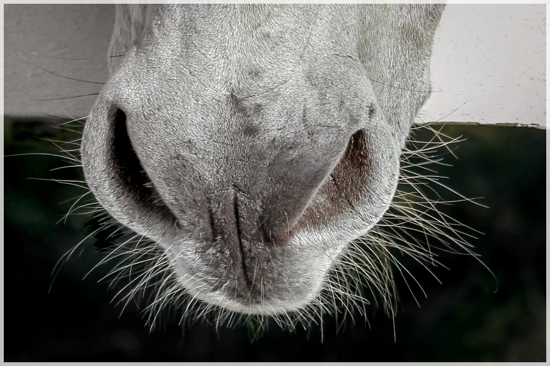 By the Hair of My Chinny Chin Chin – Fort Worth Camera Club