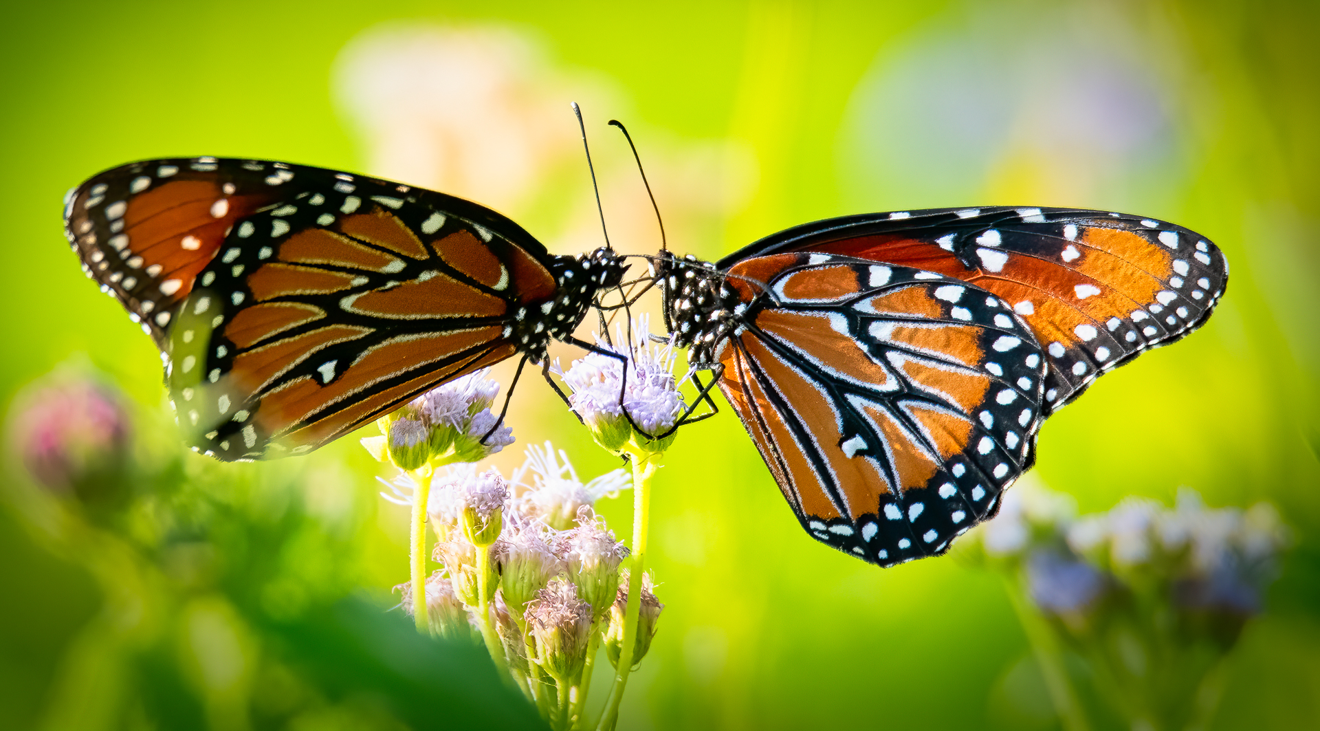 first-kiss-3b-david-bee-nov.-2019 – Fort Worth Camera Club