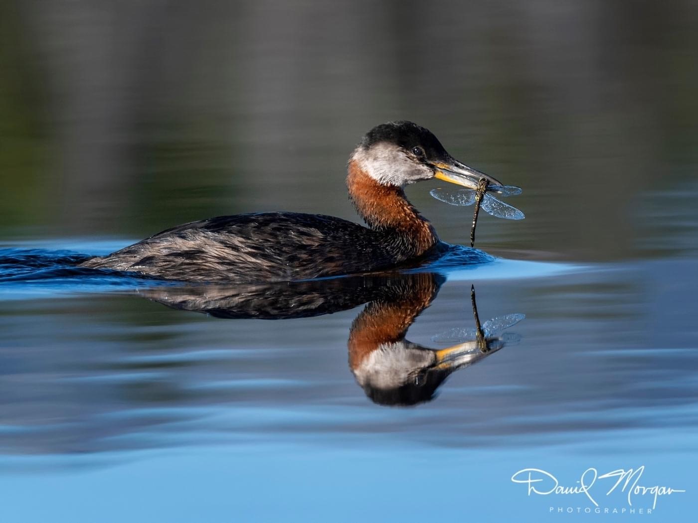 Morning snack – Fort Worth Camera Club