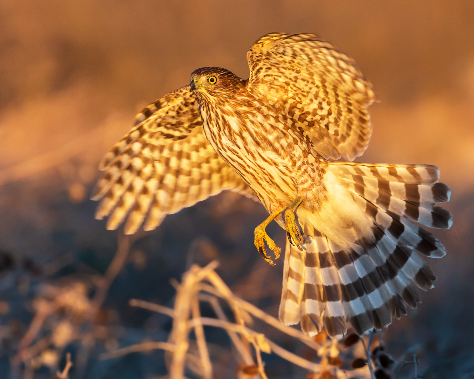 AP_Young And Free – Fort Worth Camera Club