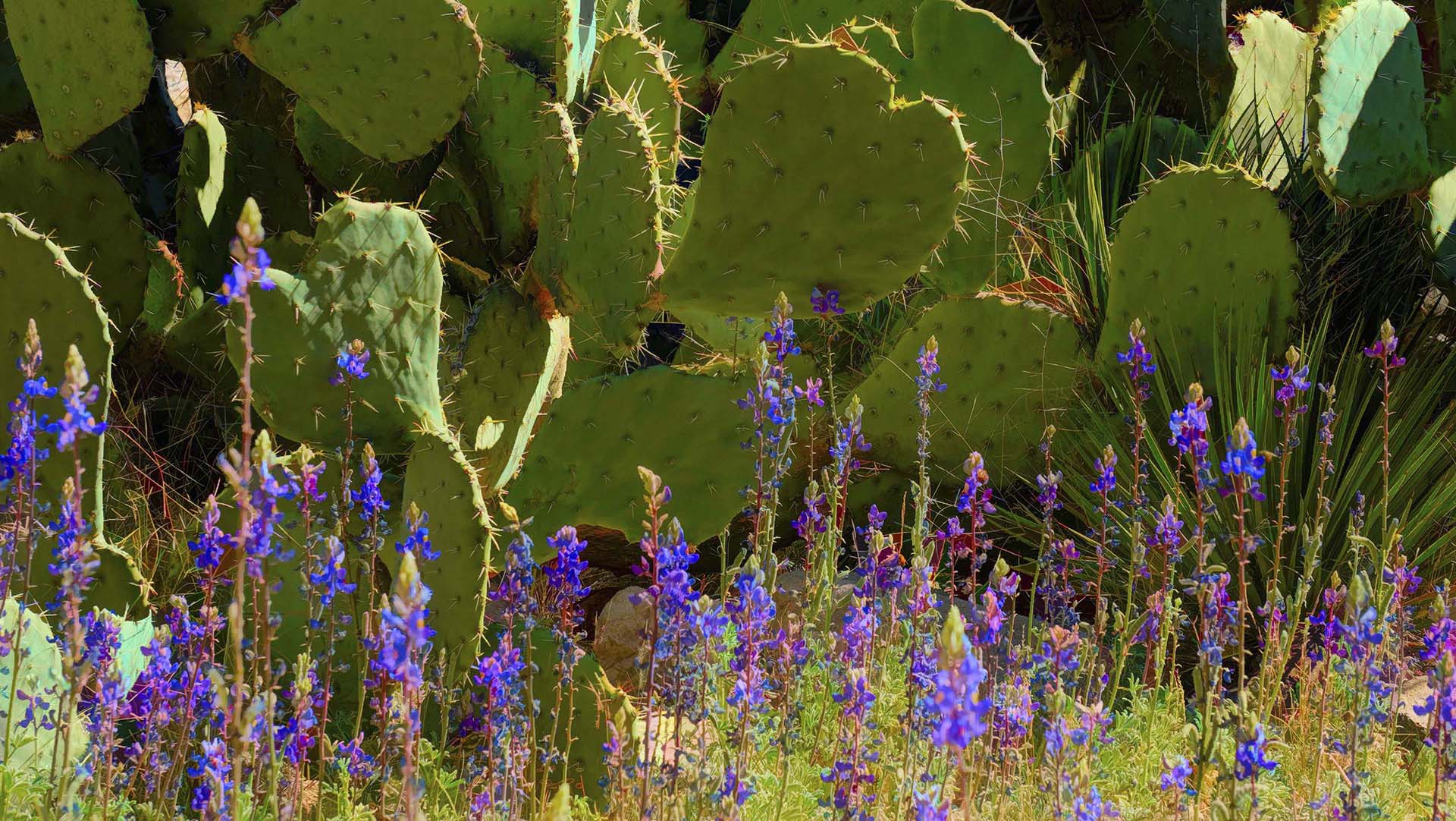 Big Bend Ranch Warnock Visitor Center Carolyn Bobo – Fort Worth Camera Club