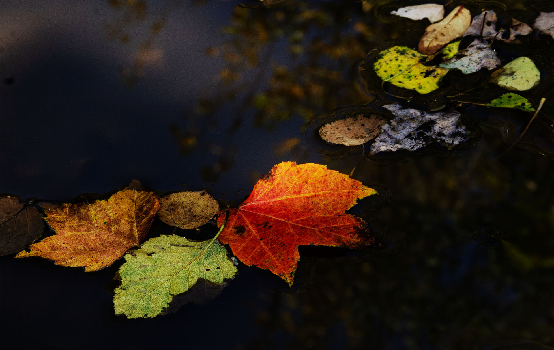 Colors of Fall 1B Joyce Lamb Sept. 2022 – Fort Worth Camera Club