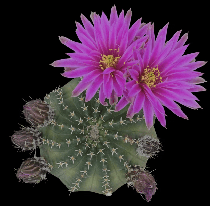 The Hidden Beauty of Plant Patterns Program: Feb. 5, 2026 – Fort Worth ...